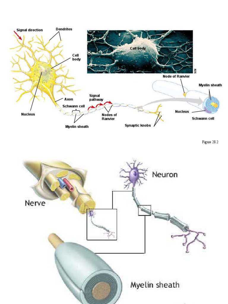 1.Myelination | Myelin | Axon