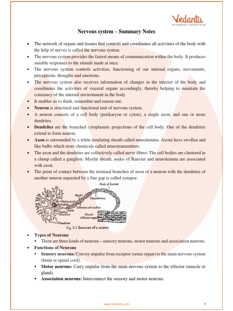 Nervous System - Summary Notes | PDF | Ear | Cerebrum