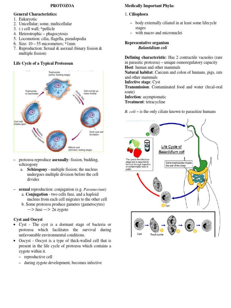 Balantidium Coli: B. Coli - Is The Only Ciliate Known To Parasitize ...