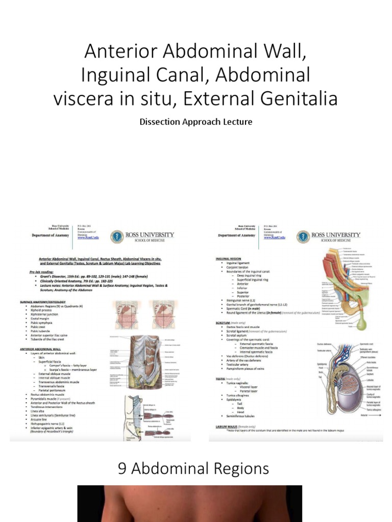 Dissection Abd Wall | PDF | Abdomen | Testicle