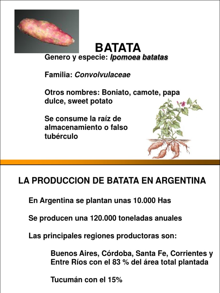 Producción y tipos de batata en Argentina | PDF | Batata | Agricultura