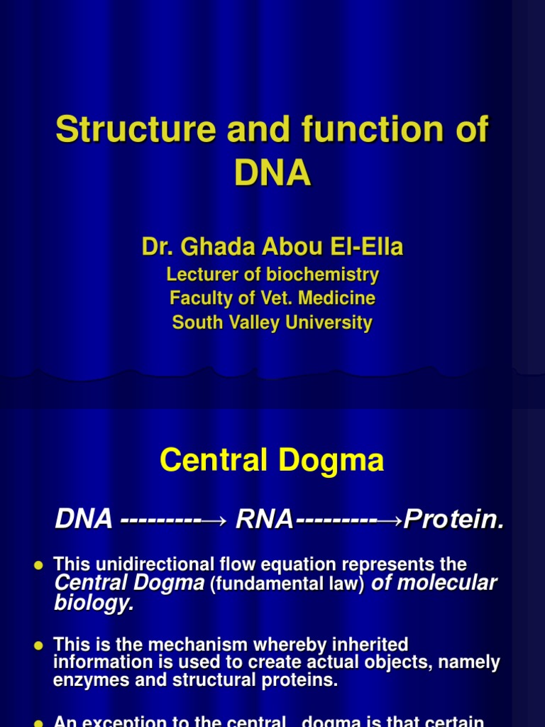 Structure and Functions of DNA | PDF | Dna Replication | Nucleic Acids