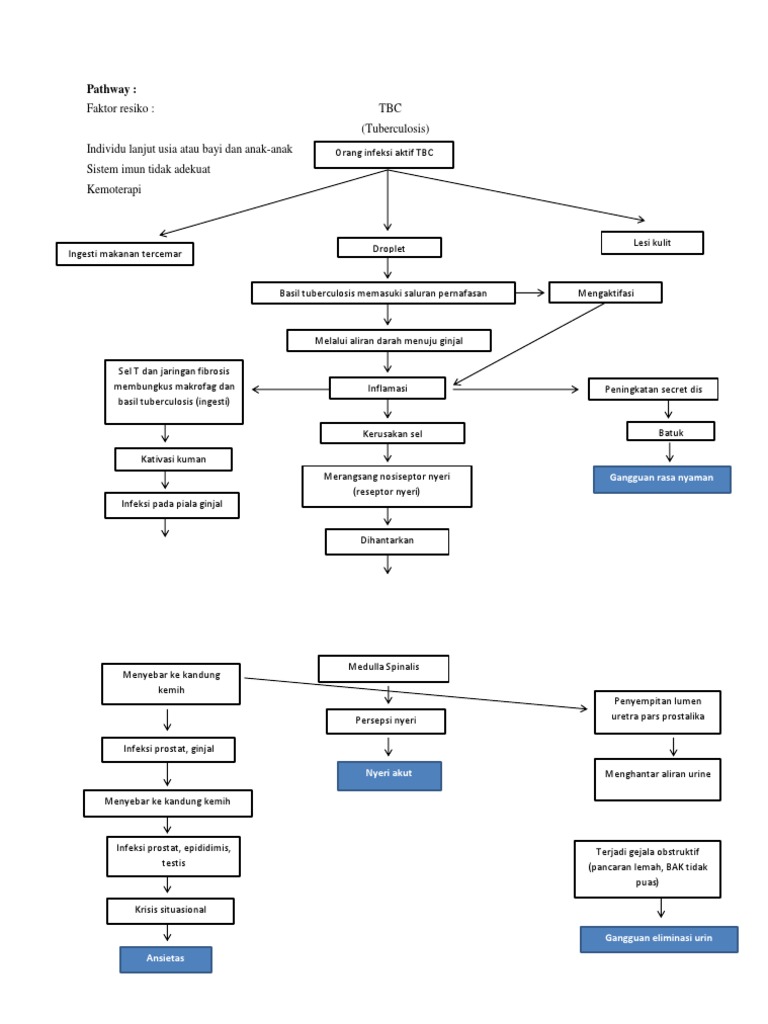 Pathway TB Ginjal | PDF
