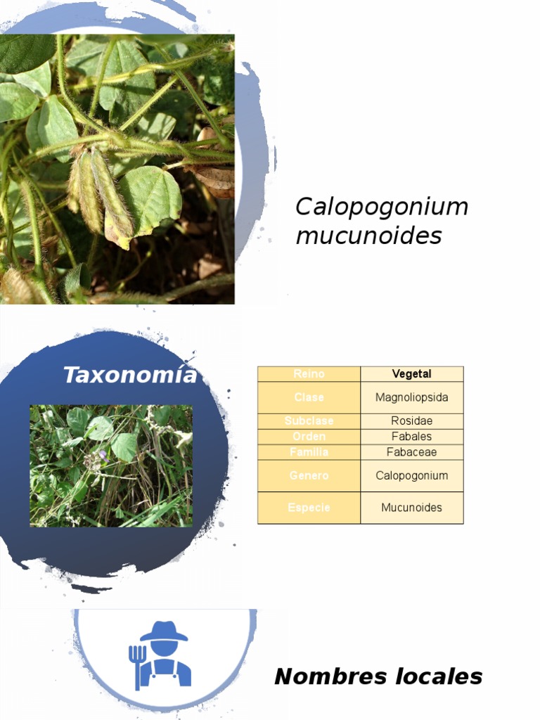 Calopogonium mucunoides | Hoja | Plantas