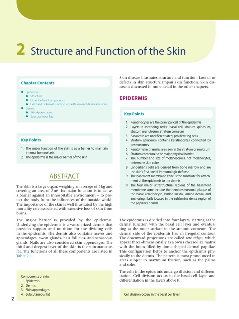 Structure of the Epidermis Layers | PDF | Epidermis | Skin