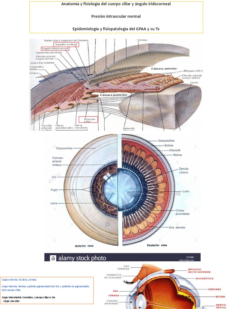 Anatomia Ojo, Glaucoma, Cuerpo Ciliar | Ojo humano | Glaucoma