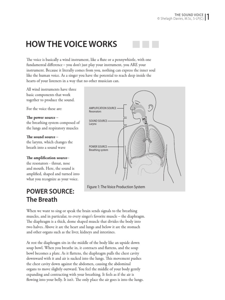 How The Voice Works Handout | PDF | Larynx | Singing