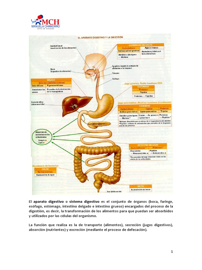 Proceso Digestivo | Digestión | Sistema digestivo humano