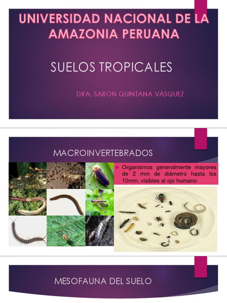 Macrofauna Edafica Del Suelo Quintana -2017 | Suelo | Escarabajo