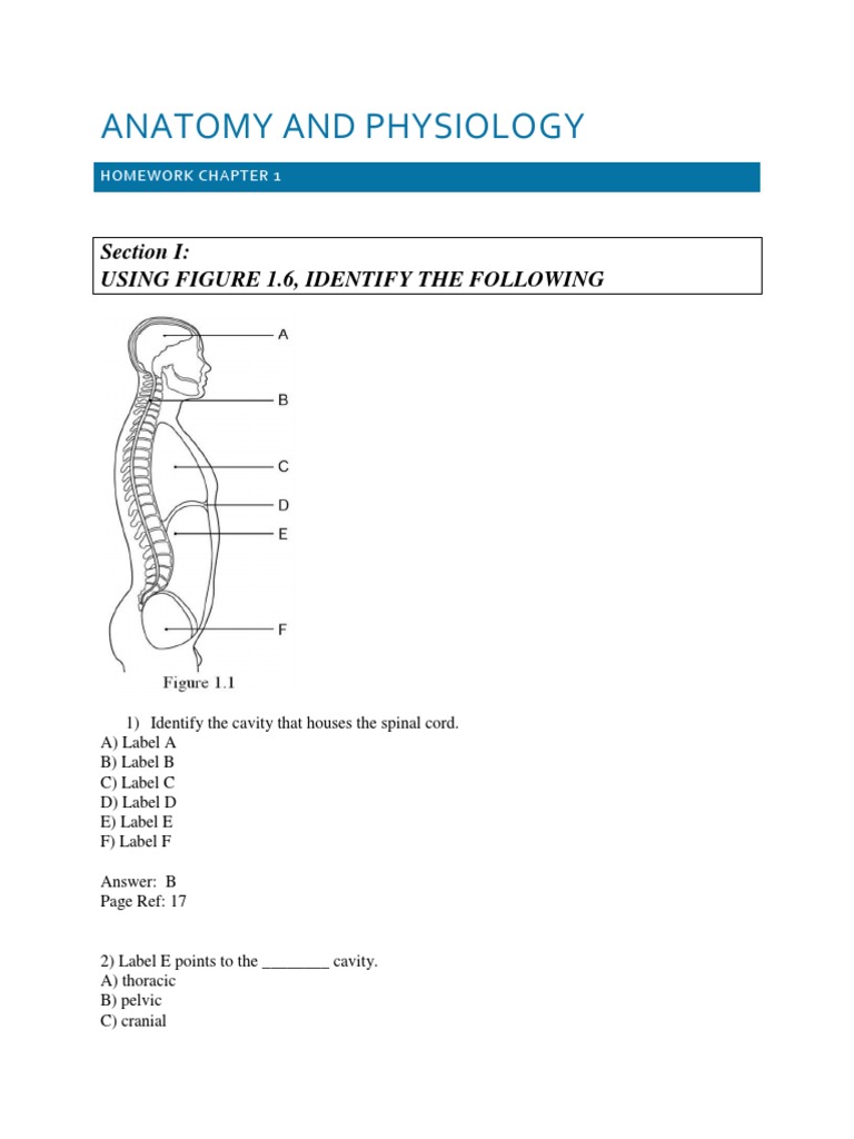 Homework Chapter 1 Answer Key | PDF | Human Body | Anatomical Terms Of ...