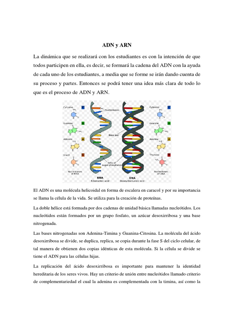 ADN y ARN | PDF | Rna | Adn