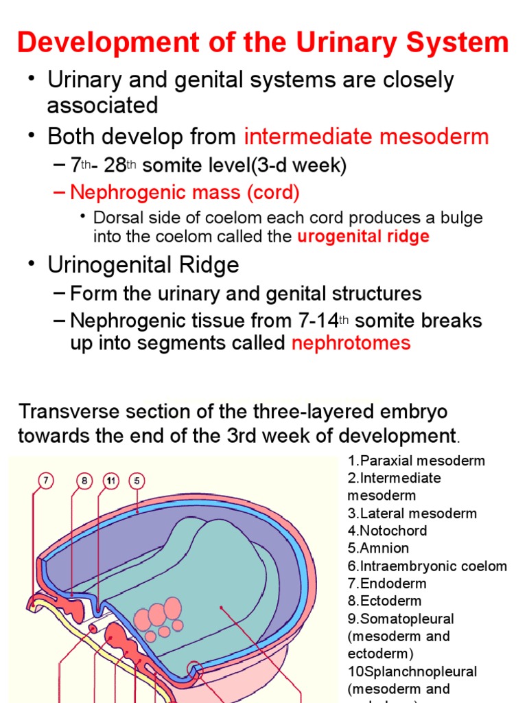 Development Urinary System | PDF | Genitourinary System | Kidney