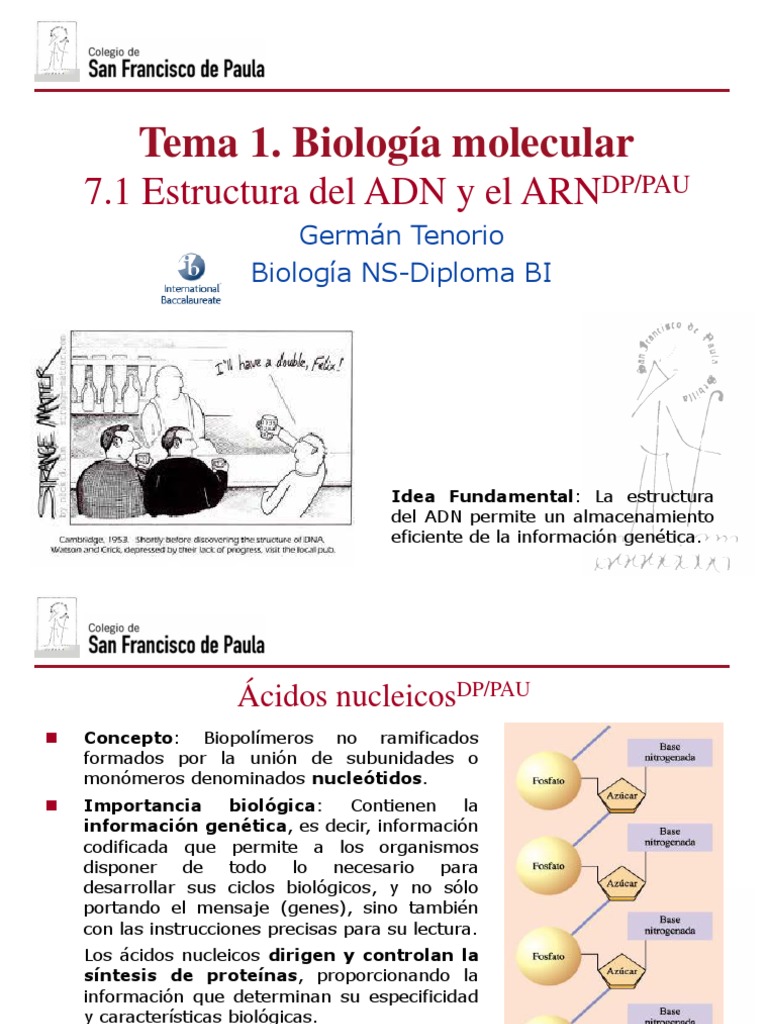 Adn y Arn | PDF | Rna | Messenger Rna