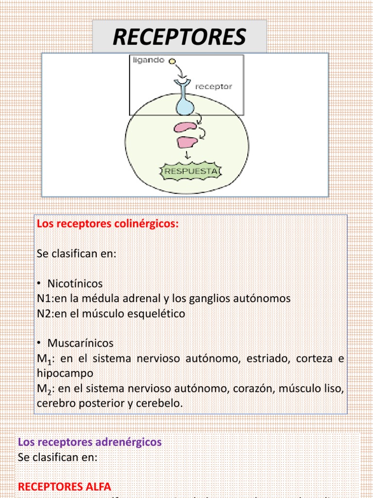 Clasificación de Receptores Colina y Adrenérgicos | PDF | Acetilcolina ...