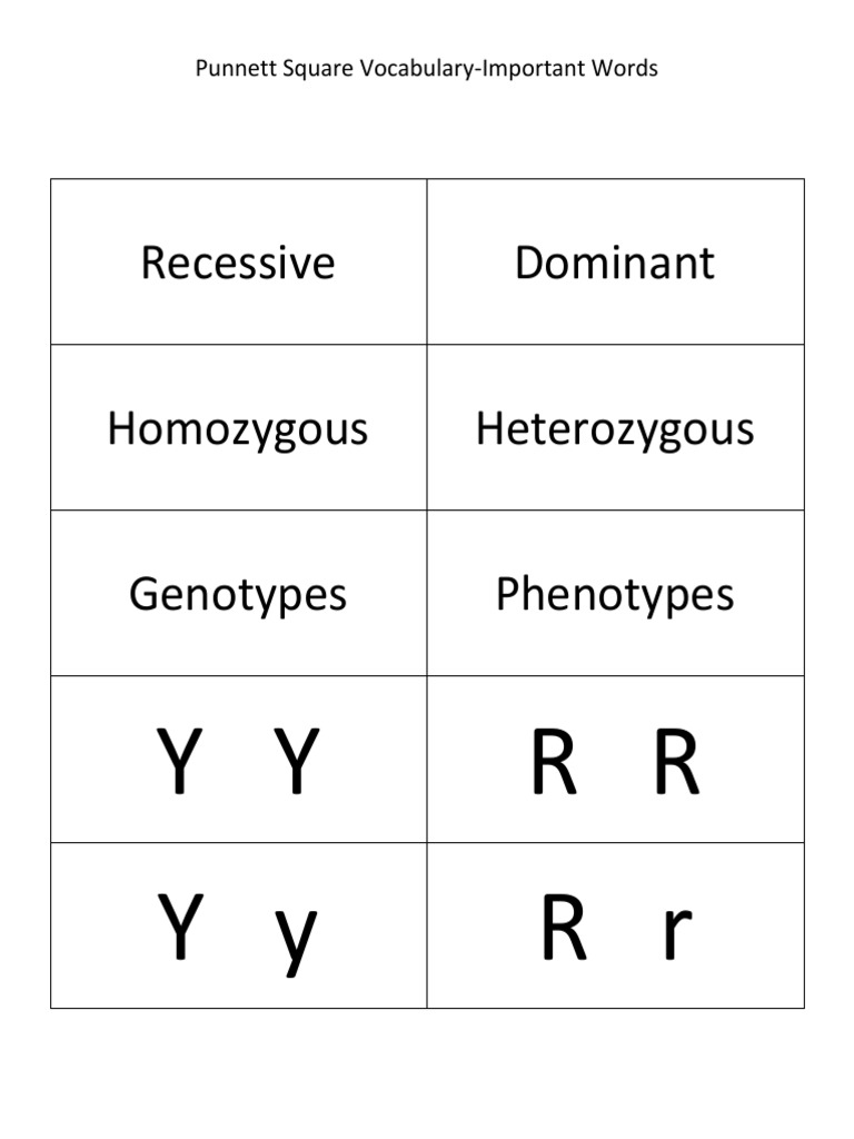 Punnett Square Important Vocabulary | PDF