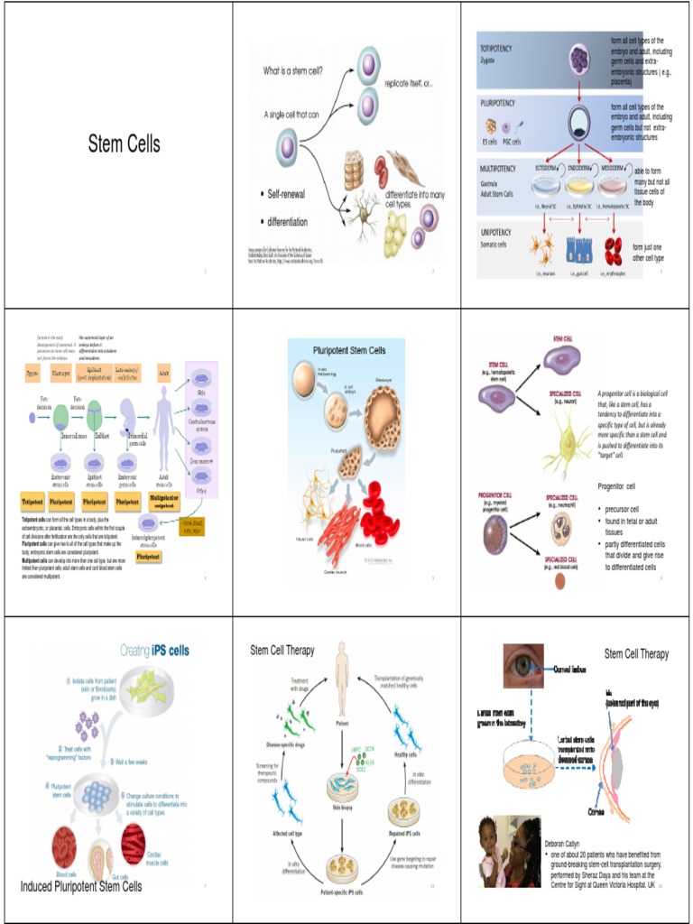 Stem Cells: Self-Renewal Differentiation | PDF | Cell Potency | Stem Cell