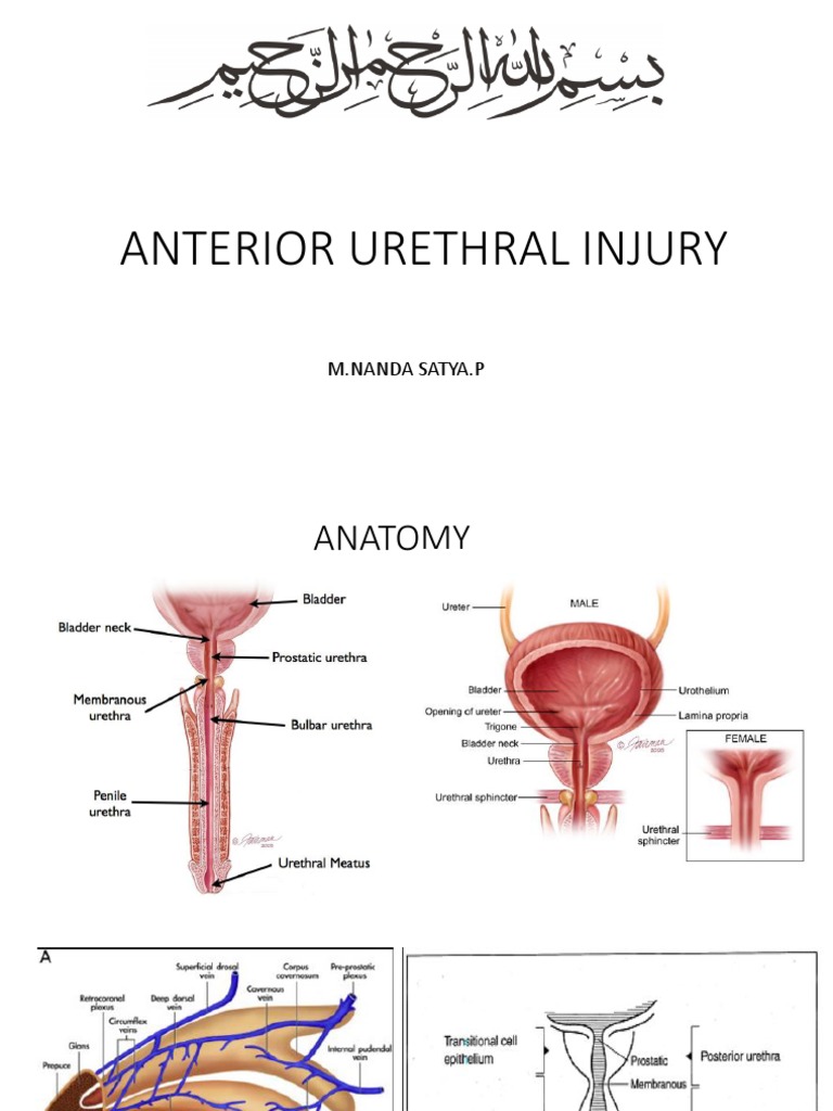 Anterior Urethral Injury Overview | PDF | Urination | Urology