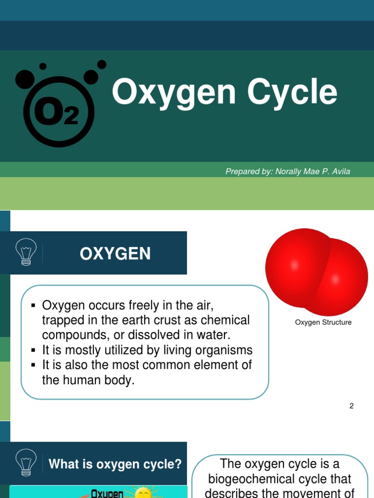 Oxygen Cycle: Prepared By: Norally Mae P. Avila | PDF | Oxygen | Biology
