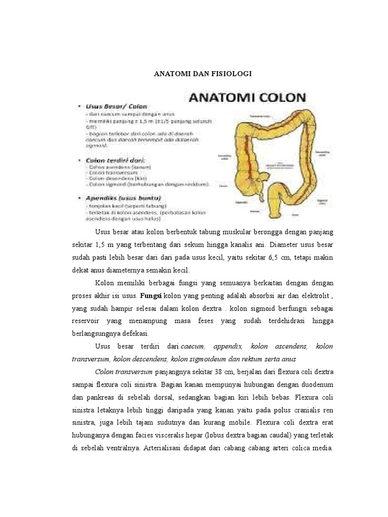 Anatomi Dan Fisiologi Colon | PDF