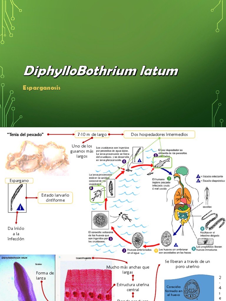 DiphylloBothrium Latum y Esparganosis | Enfermedades y trastornos ...