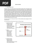 Anatomi Regio Antebrachii dan Manus | PDF