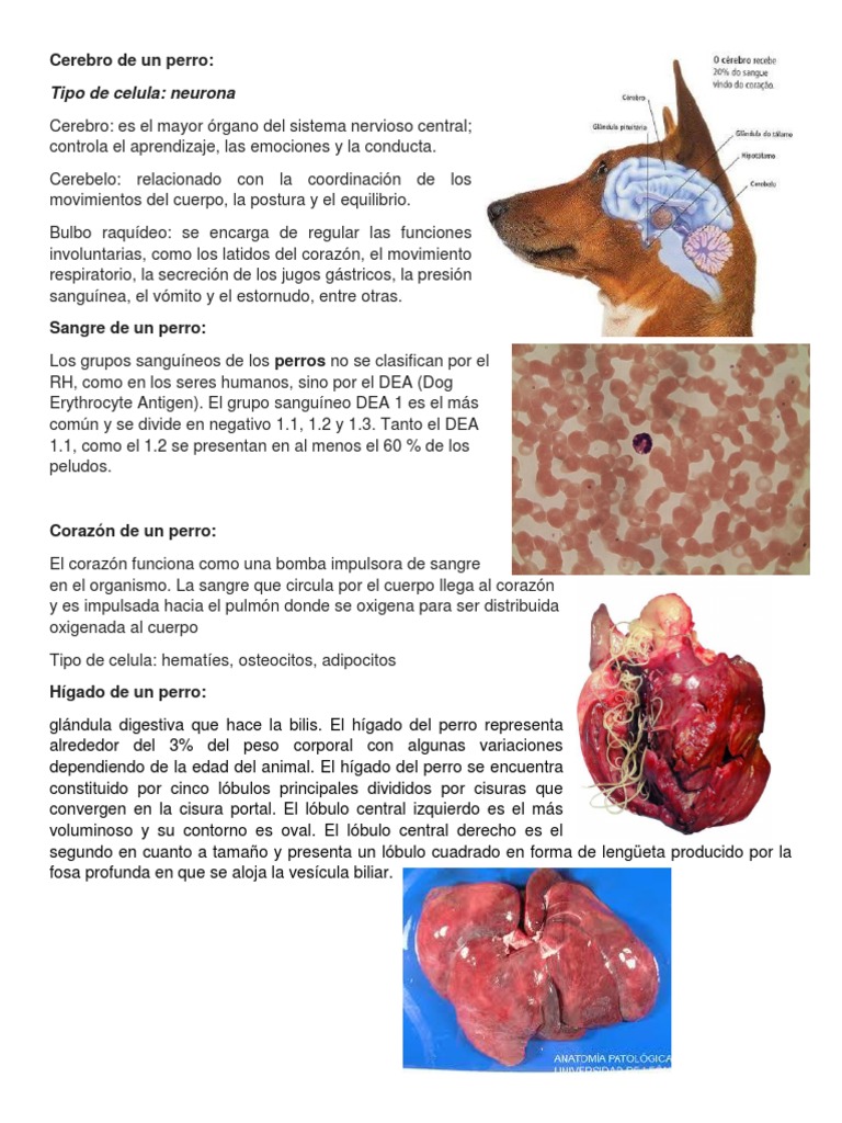 Cerebro de Un Perro