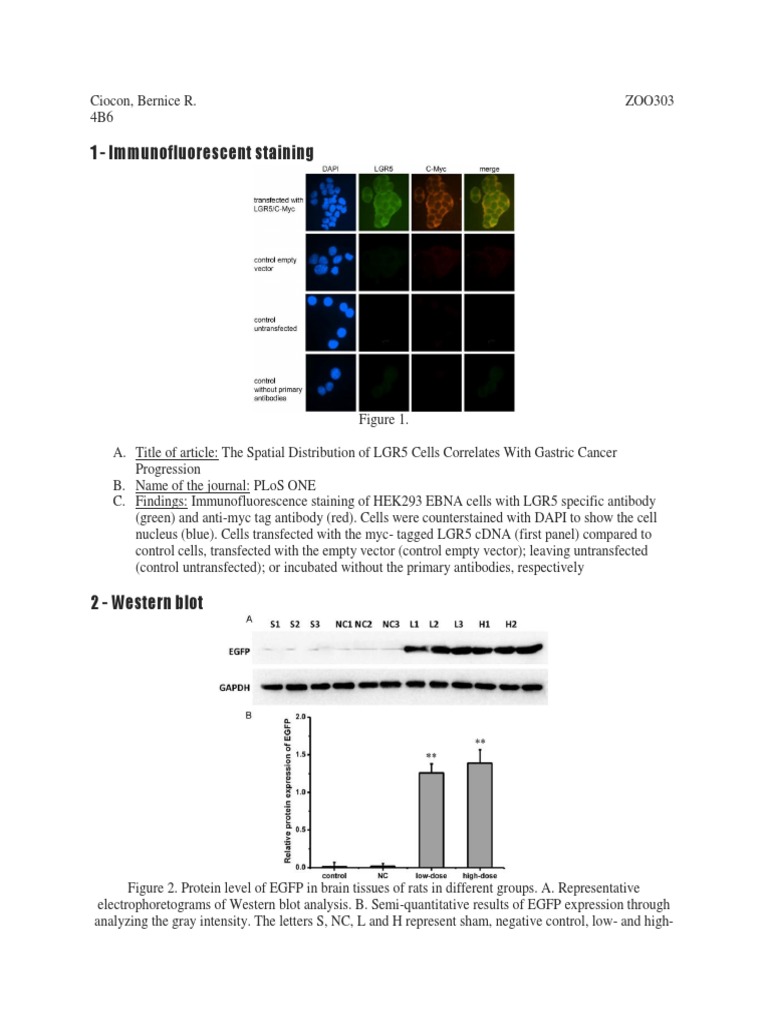 1 - Immunofluorescent Staining | PDF | Immunohistochemistry ...