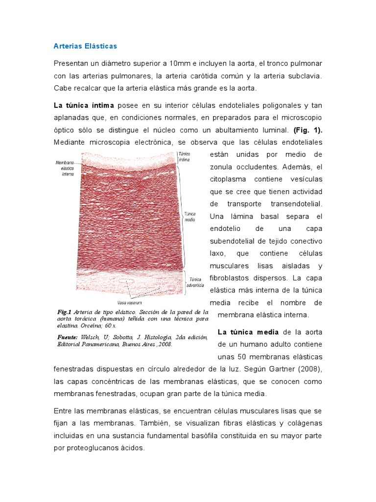 Histología de Arterias Elásticas y Musculares | PDF | Artería | Músculo