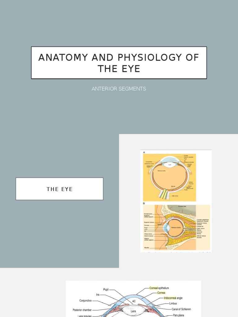Anatomy of the Anterior Eye Segment | PDF | Cornea | Epithelium