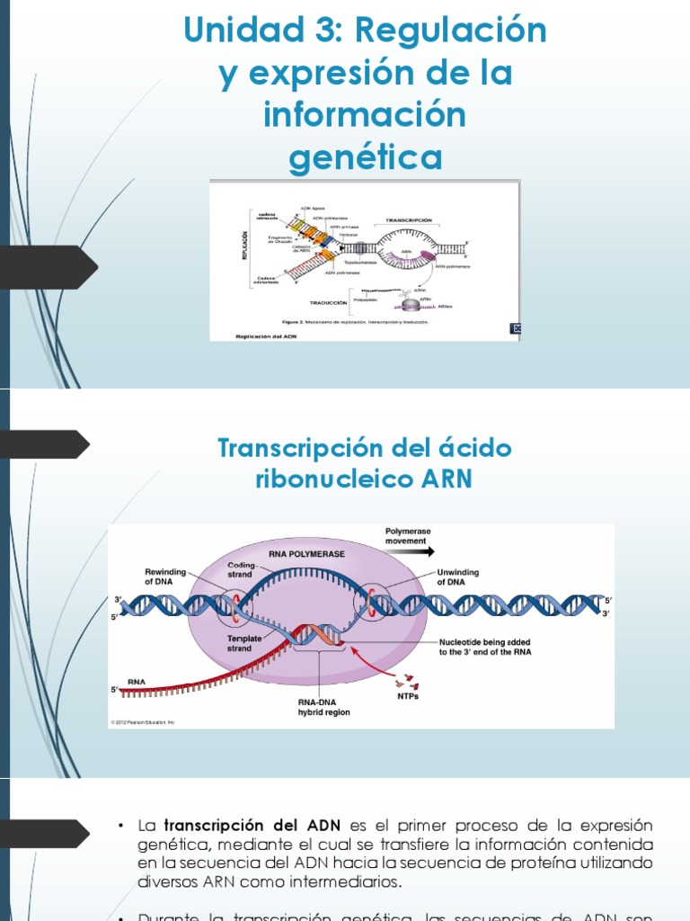 Clase 9. Transcripción ARN | PDF | Rna | Messenger Rna