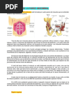 Anatomía y Cultura de las Nalgas | PDF | Nalgas | Anatomía humana