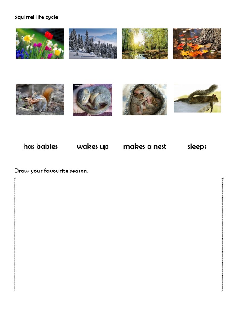 Squirrel Life Cycle | PDF