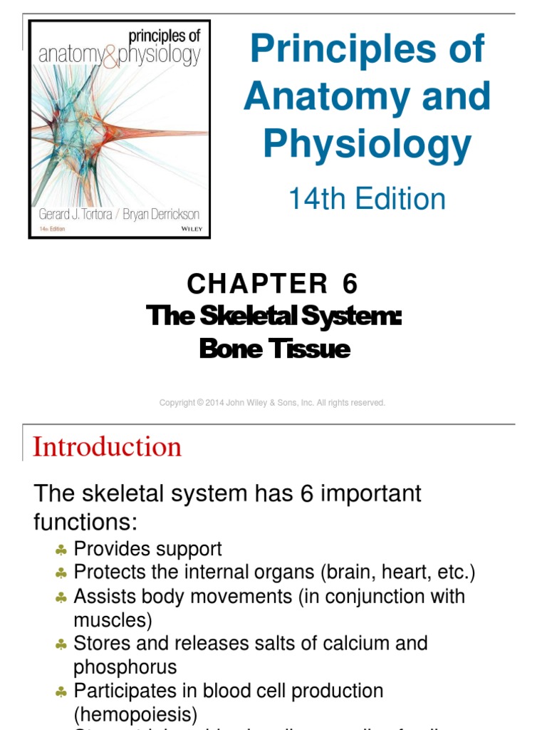 Week 6 Skeletal System | PDF | Osteoblast | Bone