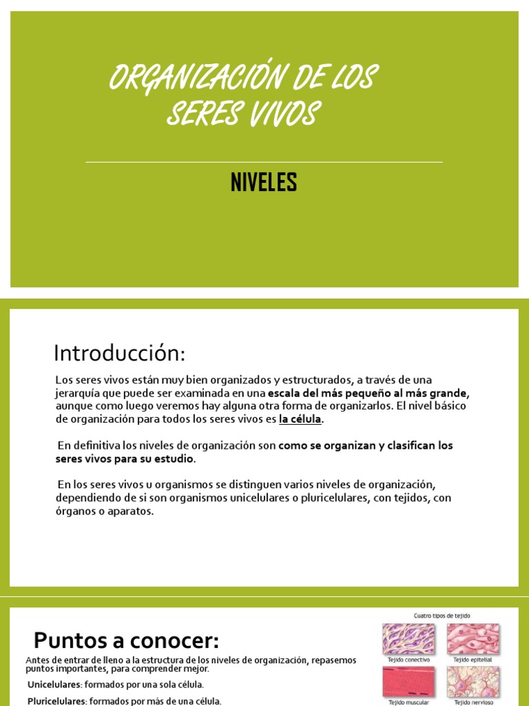Organizacion de Los Seres Vivos | PDF | Organismos | Tejido (biología)