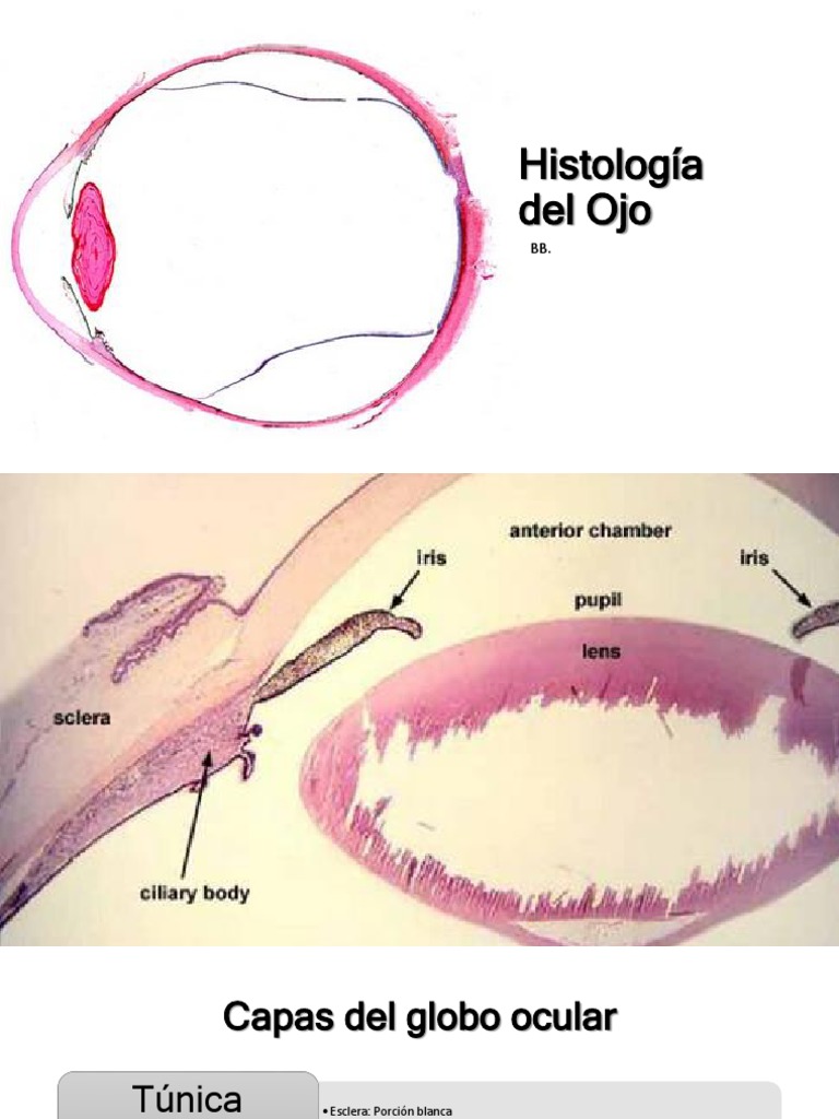 Histología Del Ojo | Epitelio | Córnea