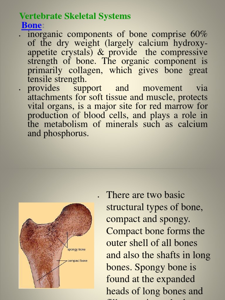 Vertebrate Skeletal Systems | PDF | Vertebra | Vertebral Column