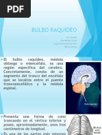 Función del tracto rubroespinal | PDF | Cerebro | Neuroanatomía
