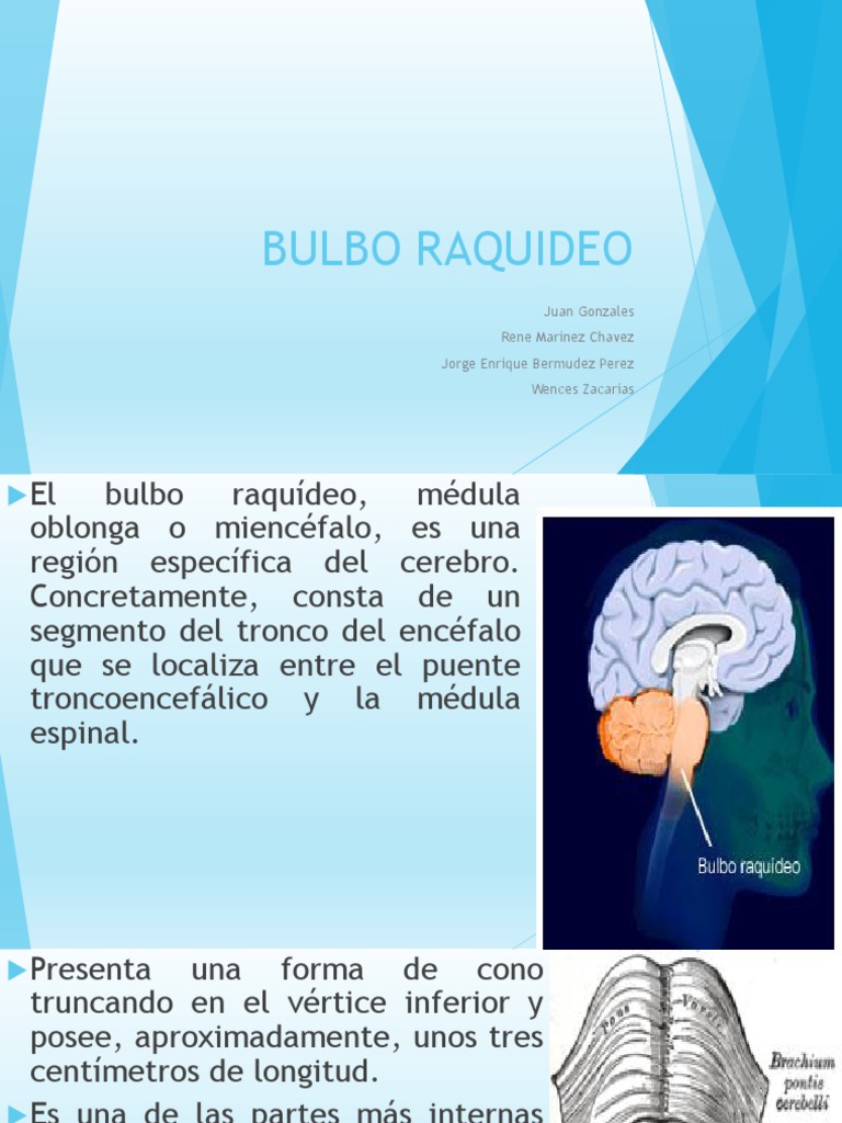 Bulbo Raquideo | PDF | Médula espinal | Cabeza y cuello humanos