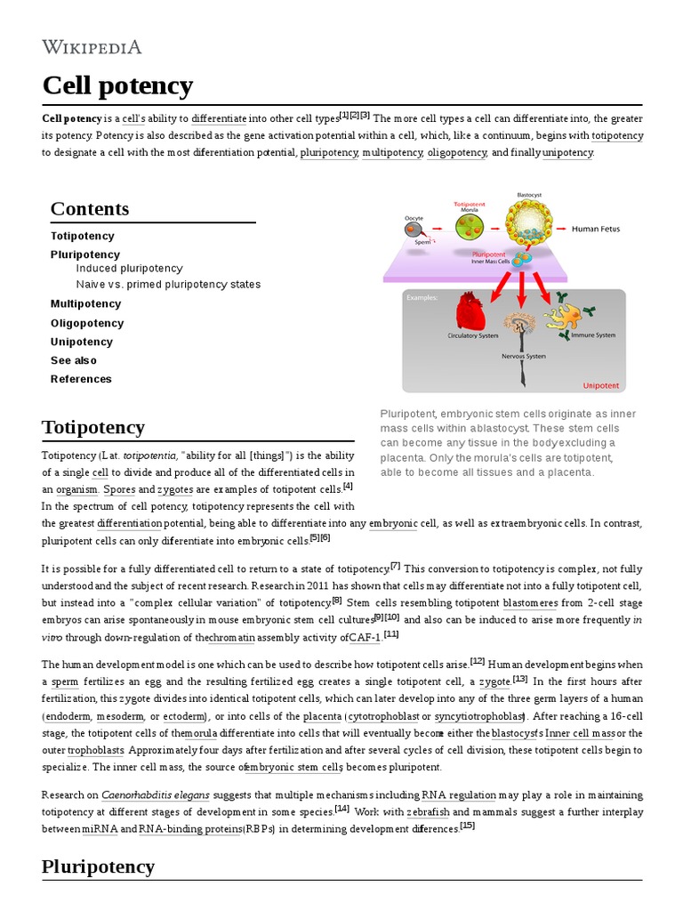 Cell Potency | Download Free PDF | Cell Potency | Anatomy