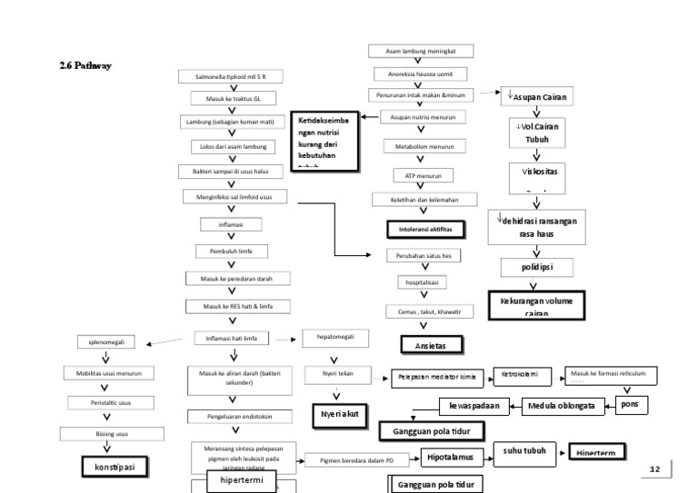 Pathway Thypoid | PDF