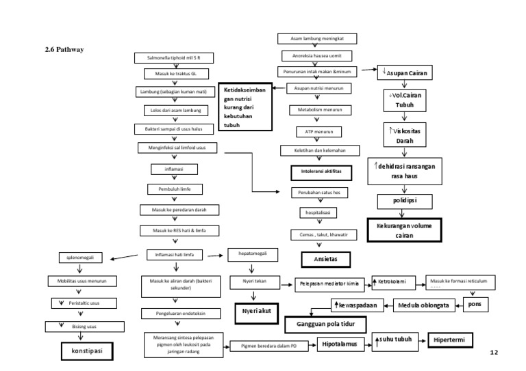 Pathway Thypoid | PDF