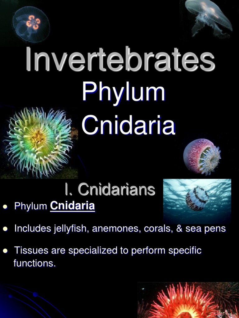 Cnidarian Notes Part 2 | PDF | Venomous Animals | Aquatic Animals