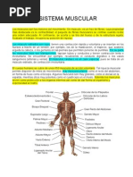 Términos de Relación, Comparación y Lateralidad de Anatomía | PDF ...