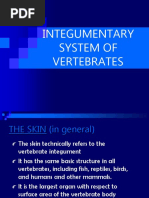 Animal Body Coverings Explained | PDF | Feather | Skin