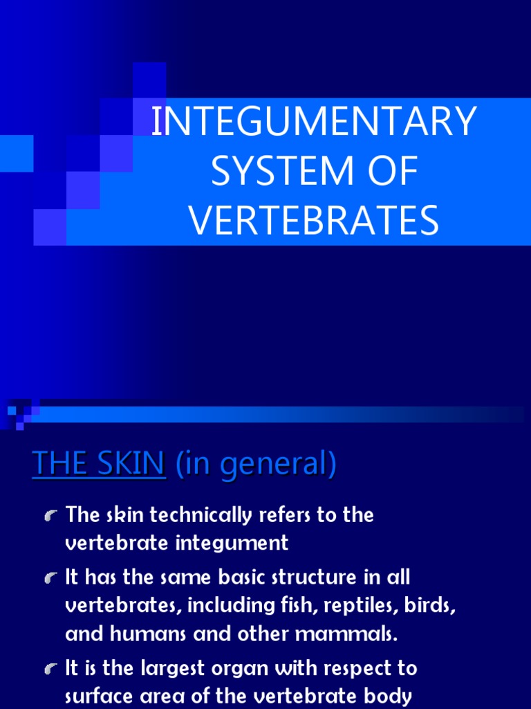 Integumentary System of Vertebrates | PDF | Skin | Integumentary System