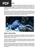 Focas Bebés | PDF | Pinnípedo | Hembra