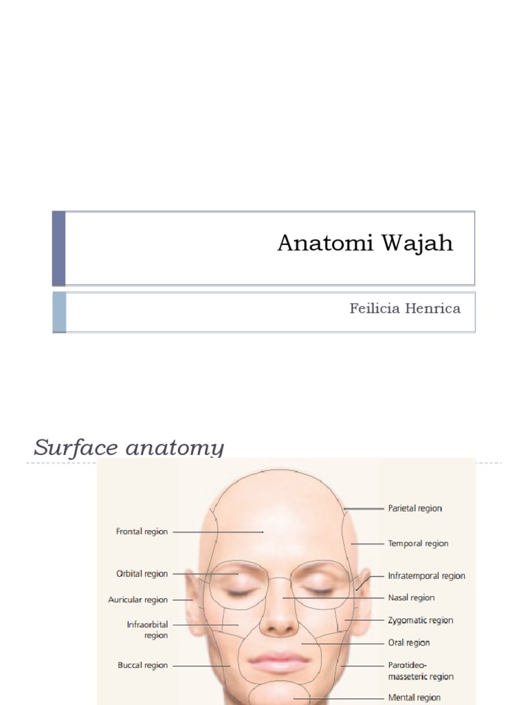 Anatomi Wajah Untuk Filler 220815 | PDF | Health Care | Surgical ...
