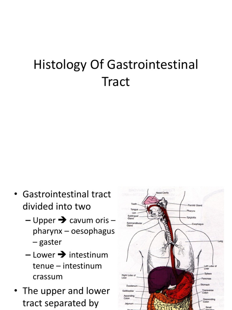 Histology of Gastrointestinal Tract | PDF | Esophagus | Stomach