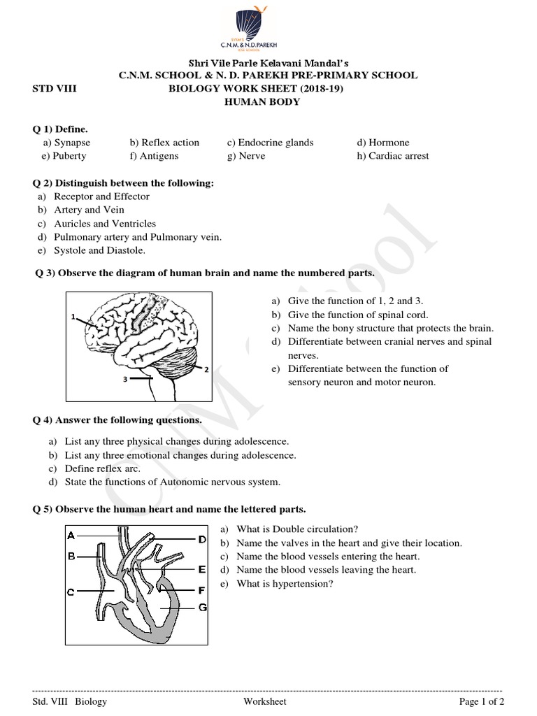 Understanding the Human Body: A Comprehensive Worksheet on Key Systems ...