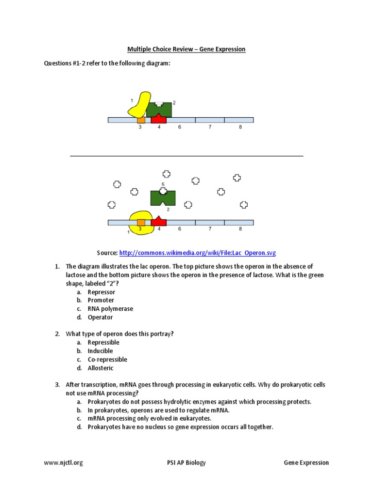 AP Bio | PDF | Gene | Dna Replication